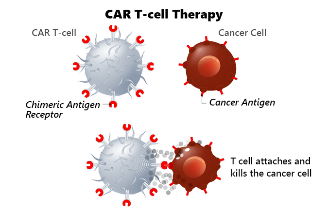 Using Modeling to Demonstrate the Kinetics of Liso-Cel Transgene | Certara