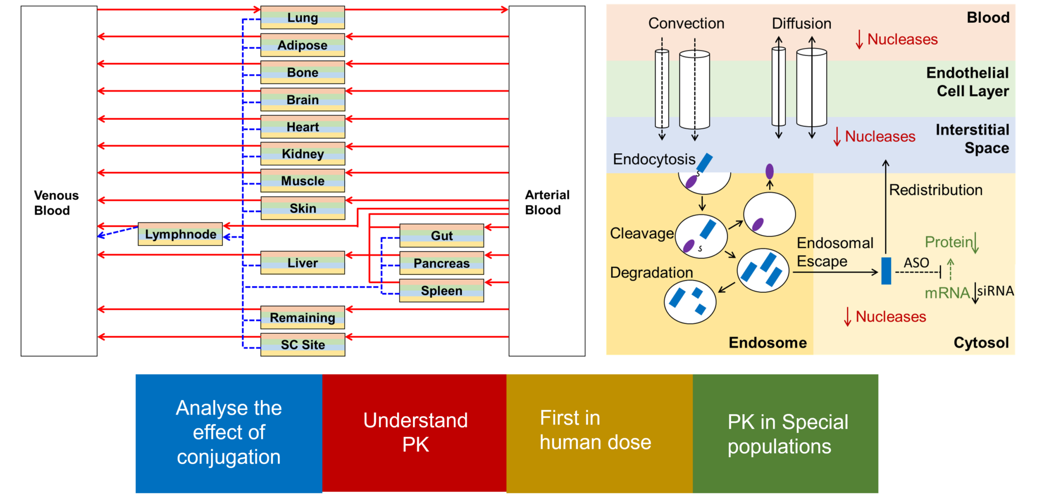 PBPK Modeling & Simulation of Therapeutic Oligonucleotides | Certara