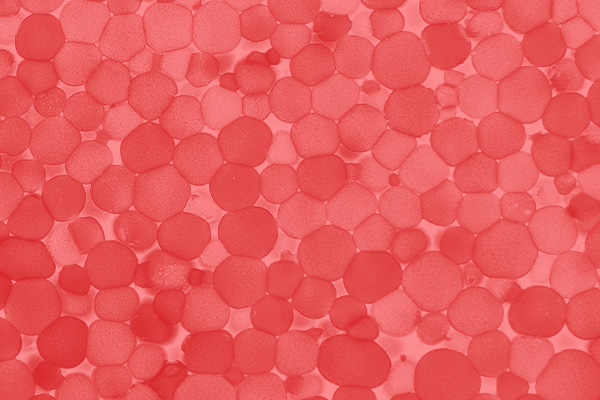 Total and Free Blood and Plasma Concentration Changes in Pregnancy for ...