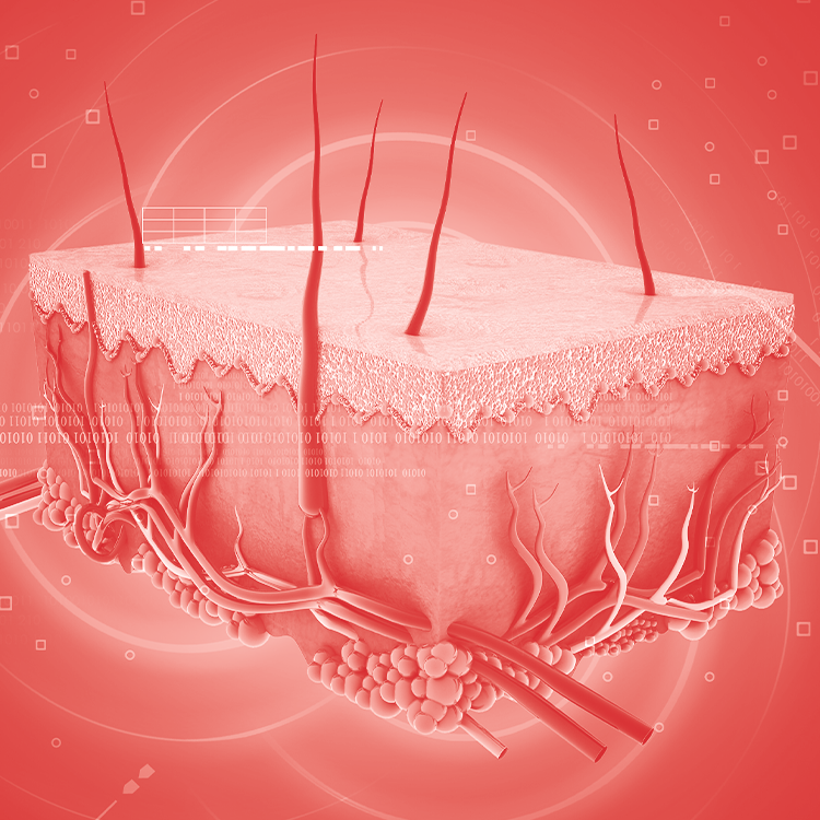 Multi-phase multi-layer mechanistic dermal absorption (MPML MechDermA ...